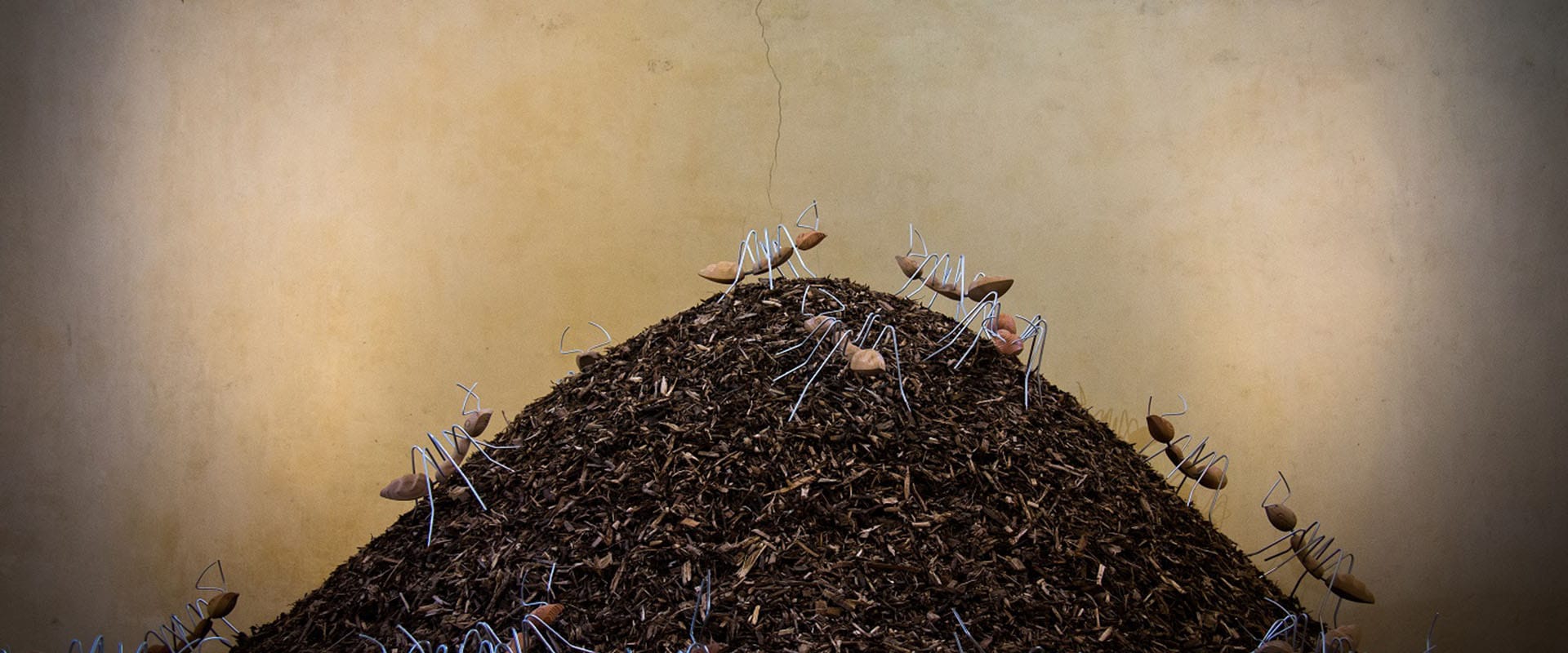 INsect’ Inside - Les 3 Cha